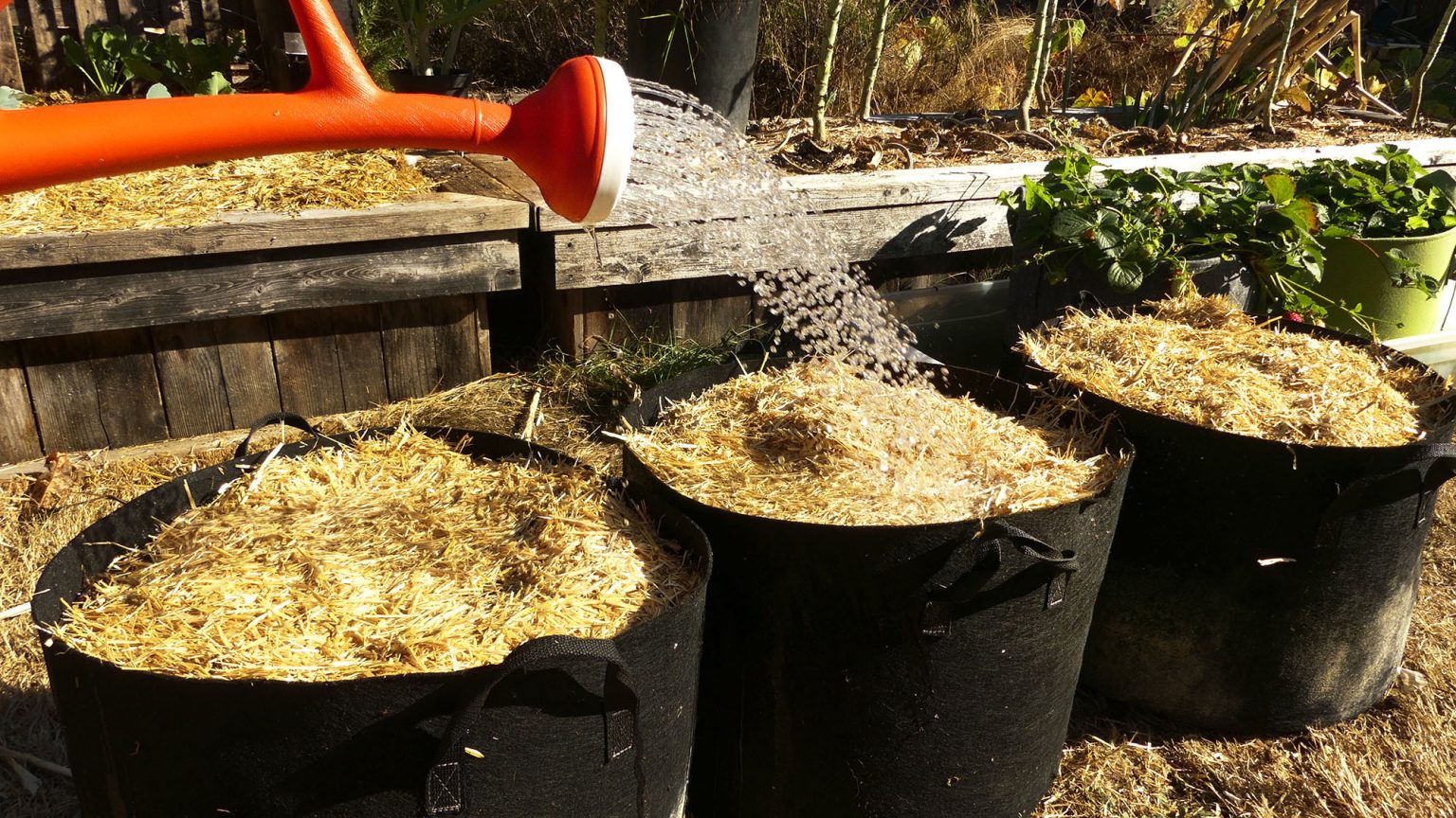 Two Ways To Plant Garlic – The Ripe Tomato Farms