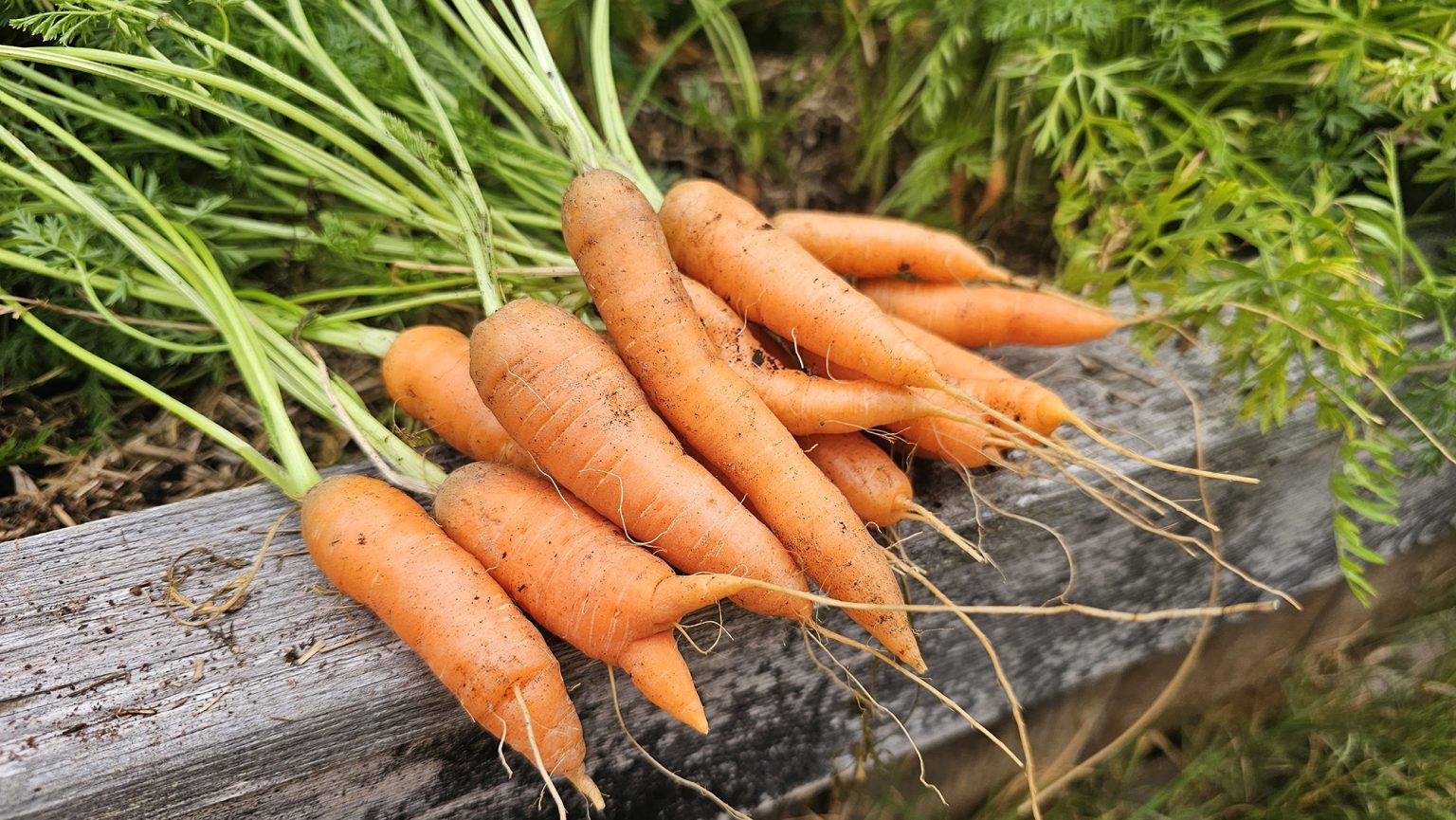 The Myth Of Baby Carrots – The Ripe Tomato Farms